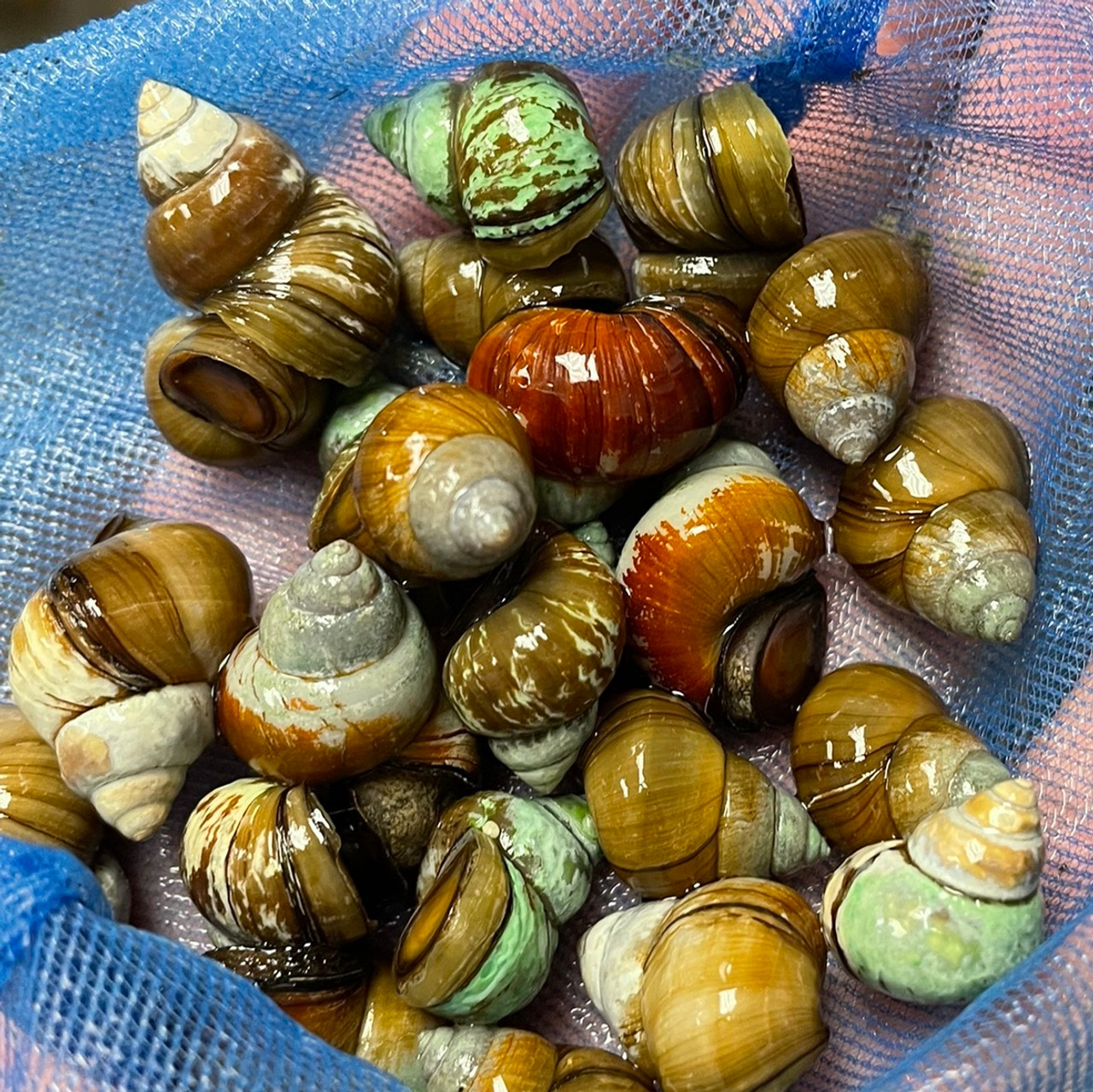 Japanese Trapdoor Snail - Pet Zone Tropical Fish - San Diego, California