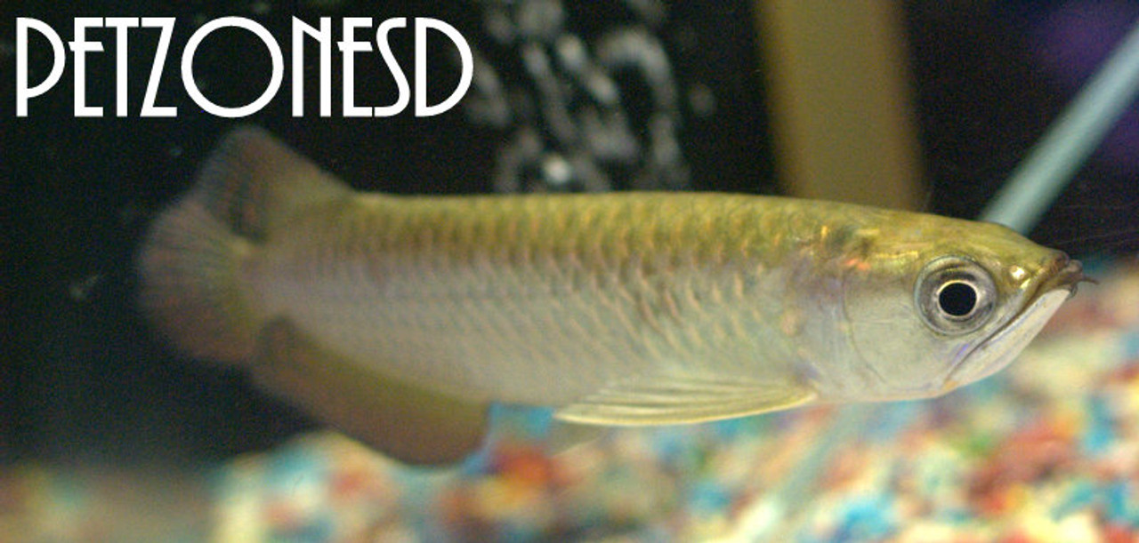Unveiling the Majestic Jardini Arowana: A Comprehensive Guide - Pet ...