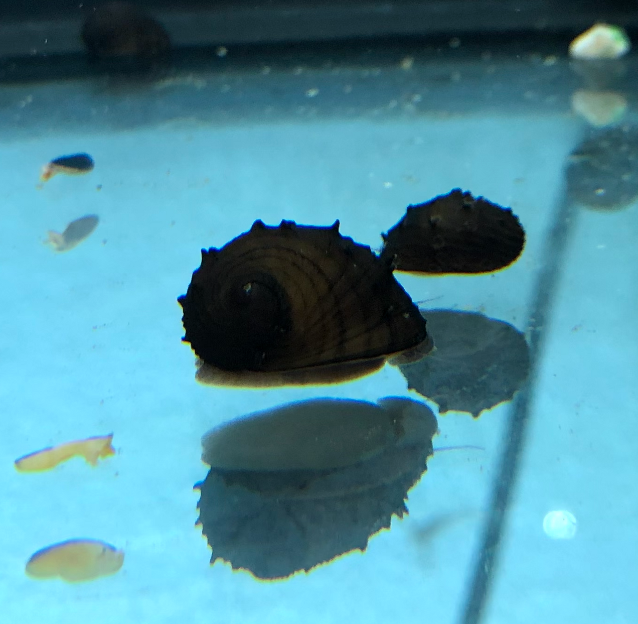 Adding Elegance to Your Tank: The King Koopa Nerite Snail - Pet Zone ...