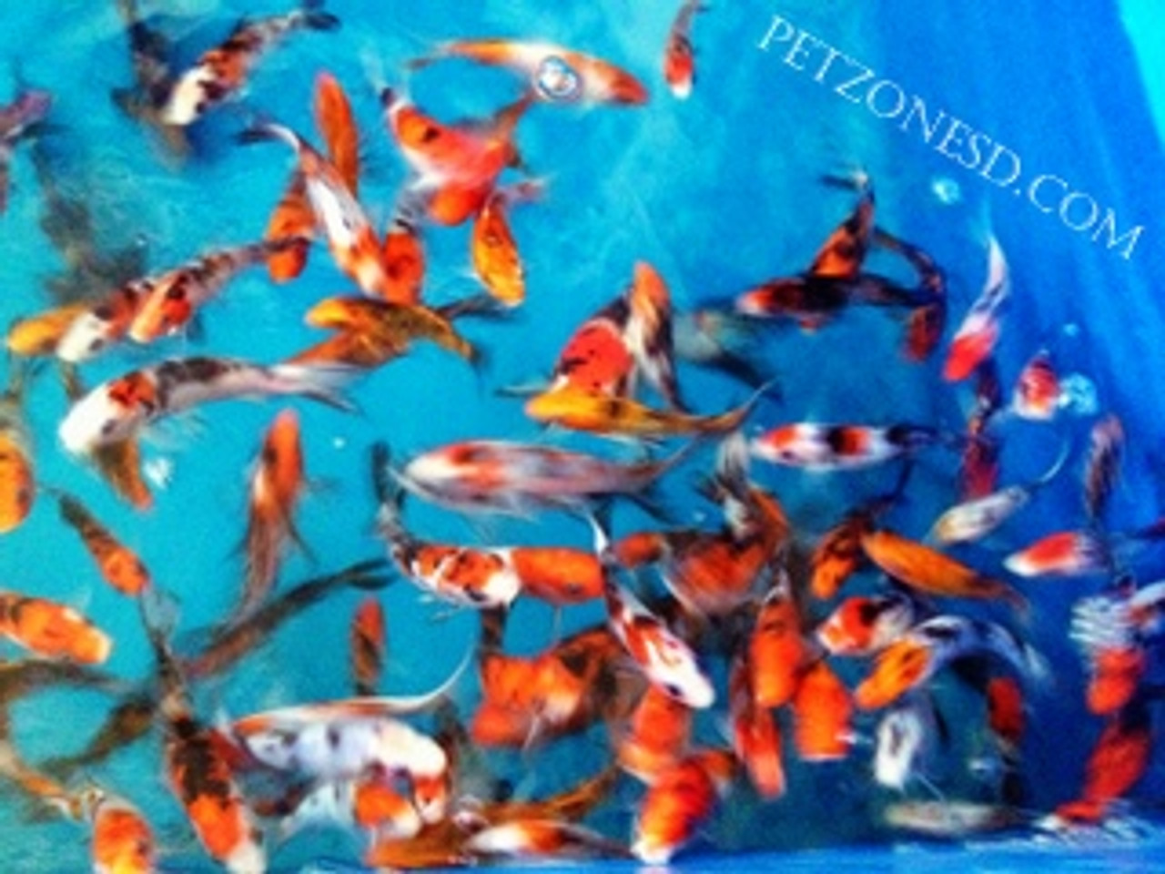 Koi Fish - Pet Zone Tropical Fish - San Diego, California