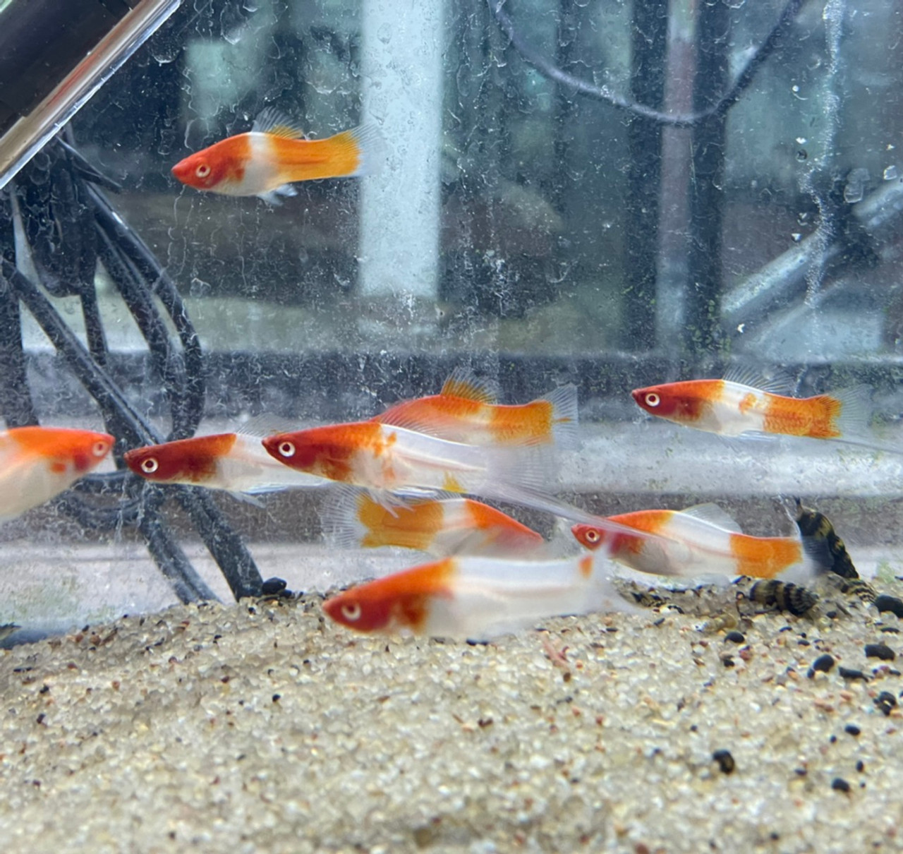 The Koi Swordtail (Xiphophorus helleri) - Pet Zone Tropical Fish - San ...