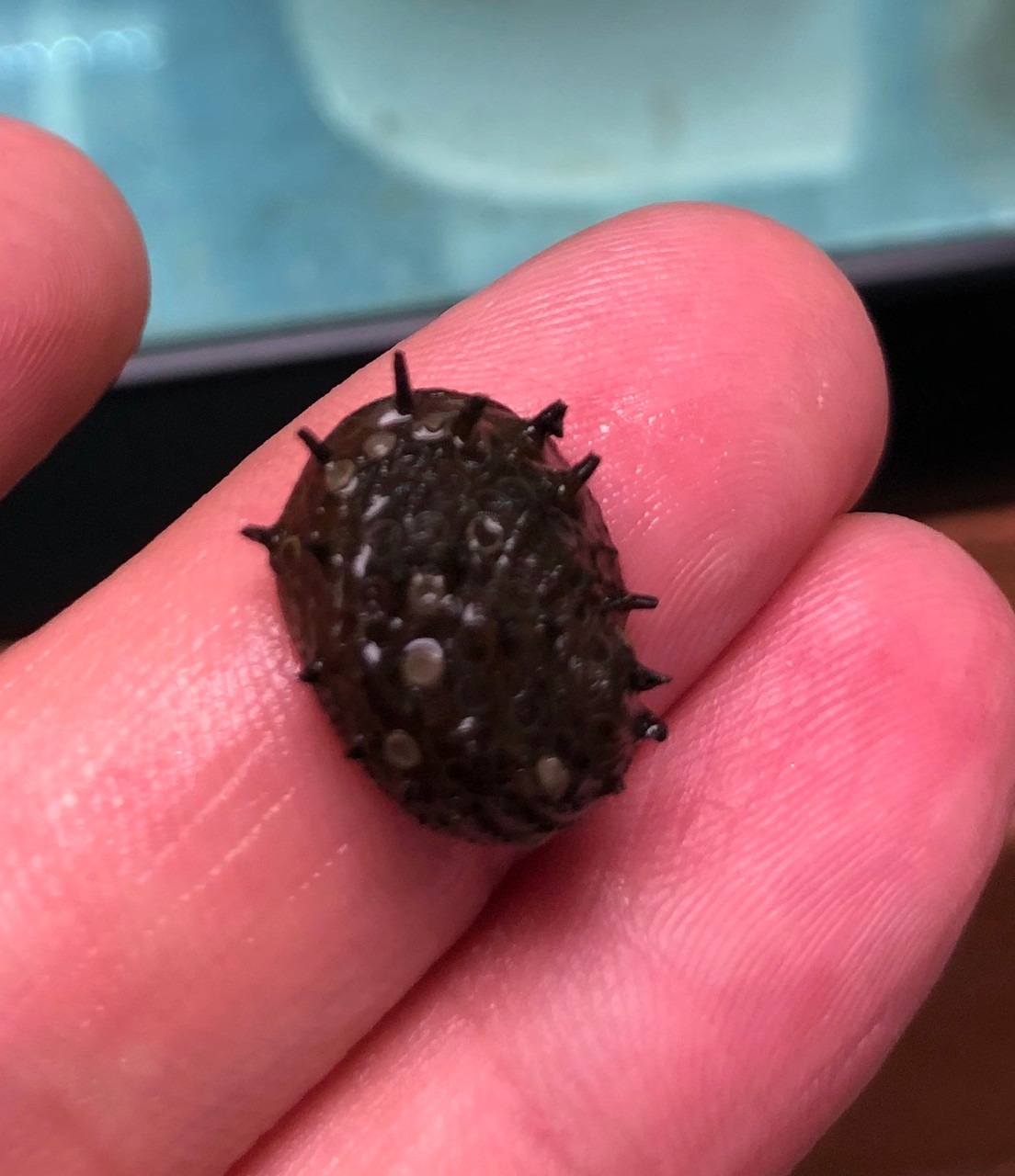 King Koopa Snail - Pet Zone Tropical Fish - San Diego, California