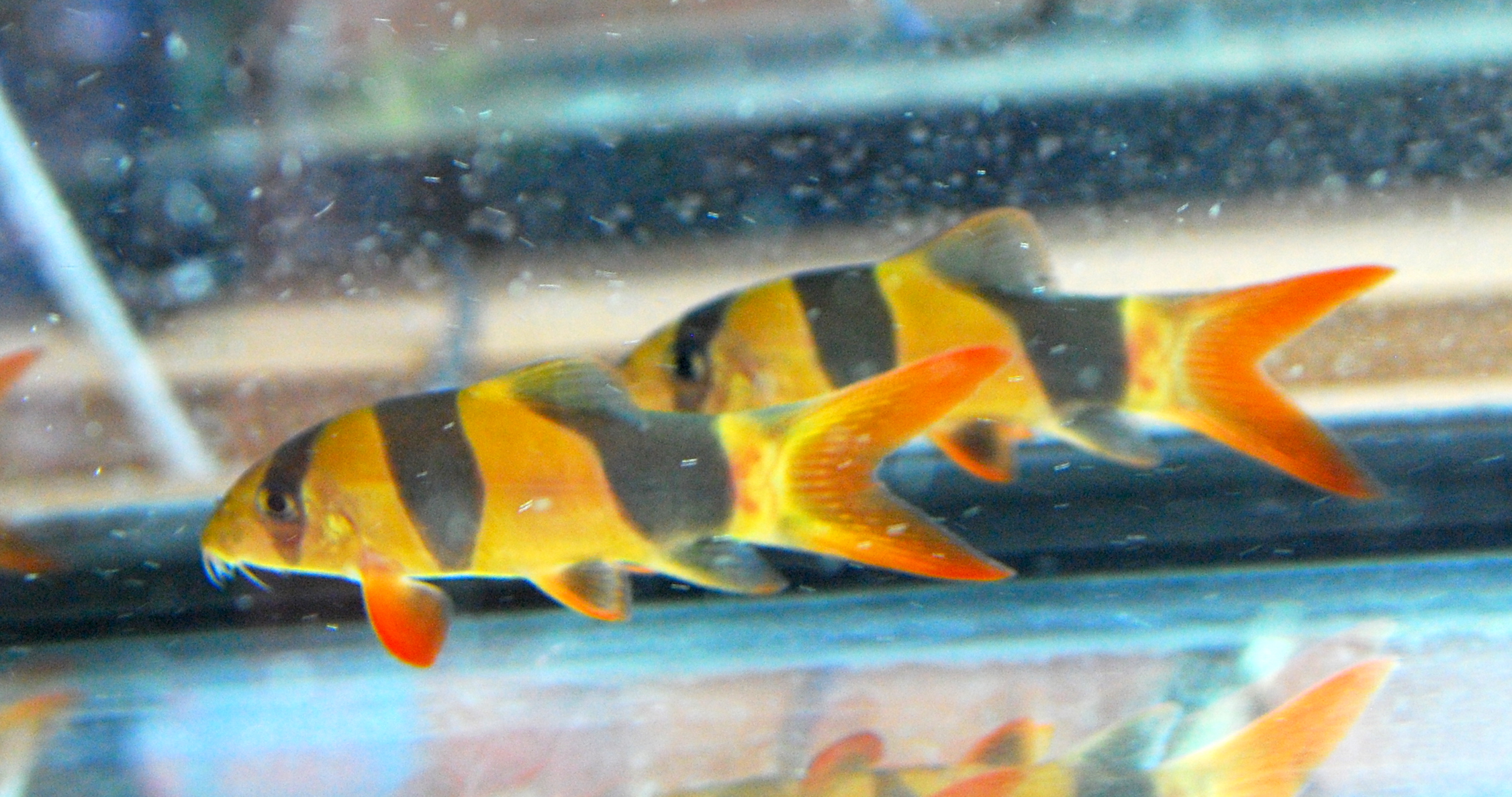 The Clown Loach: A Colorful and Sociable Addition to Your Aquarium ...