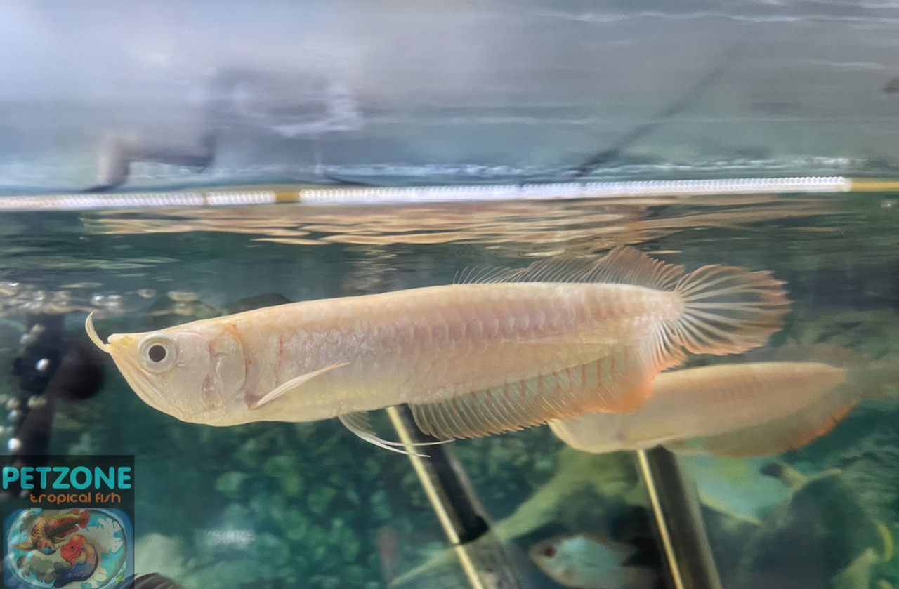The Leucistic Silver Arowana: A Stunning Aquatic Wonder - Pet Zone Tropical Fish - San Diego ...