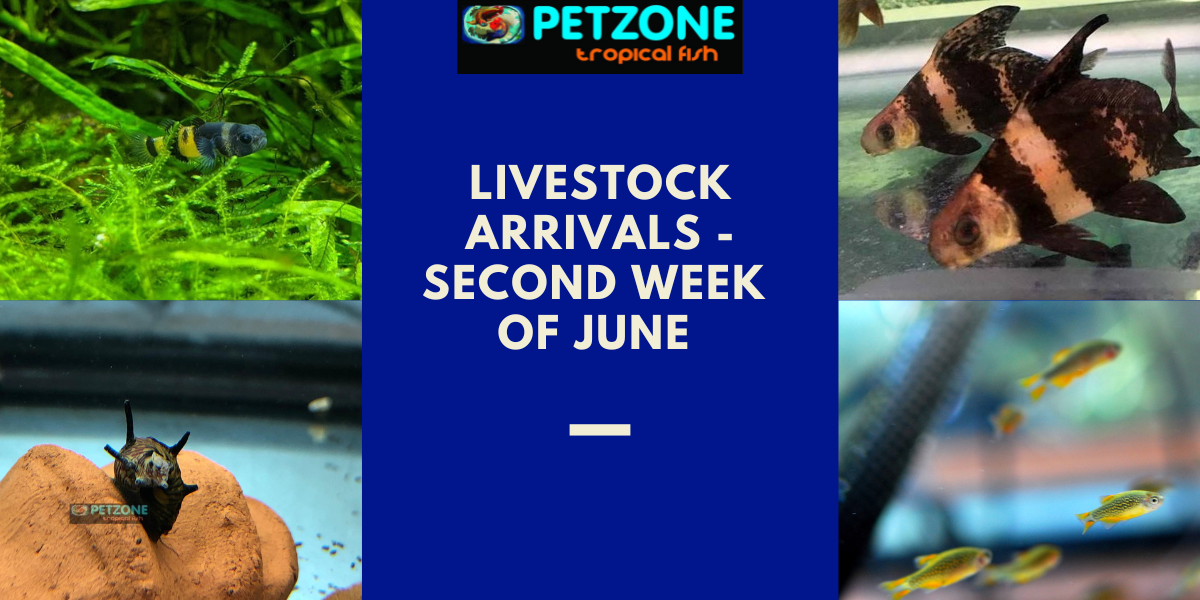 Unveiling New Tropical Fish This Week - Dive in at PetZoneSD.com! - Pet ...