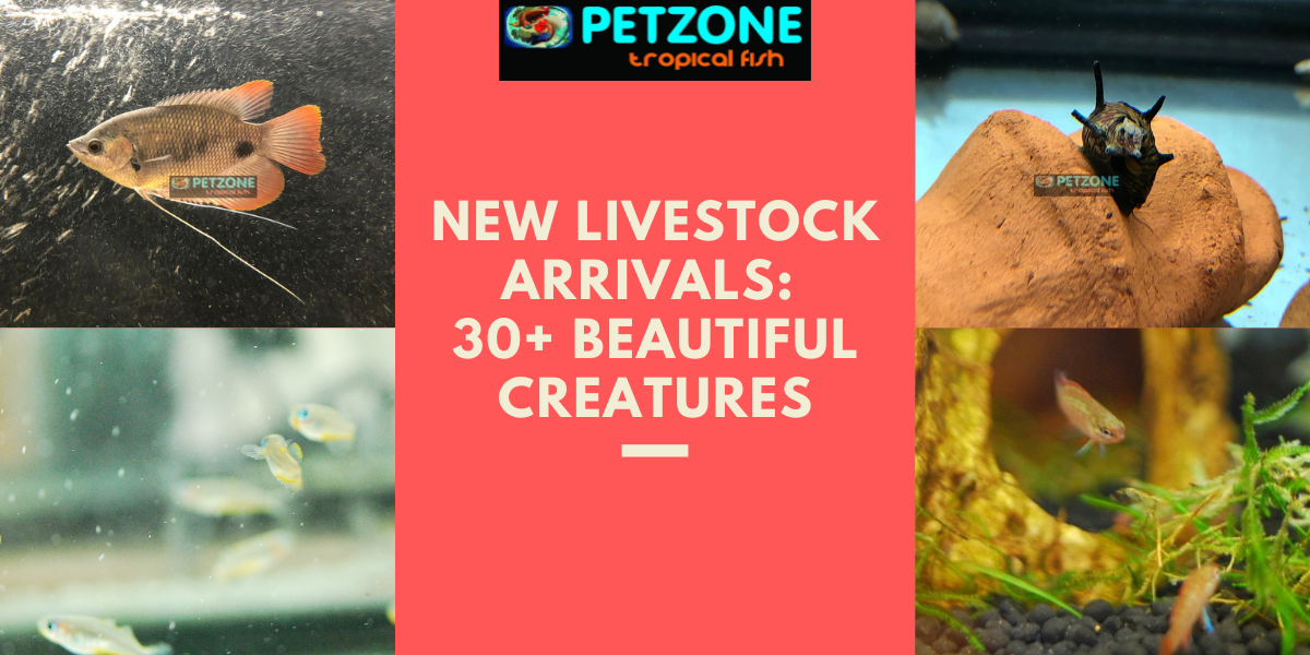 New Arrival Alert: Over 30 Stunning Livestock Beauties Now Available ...