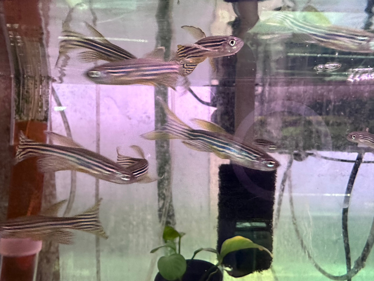 Long-Fin Zebra Danio - Pet Zone Tropical Fish - San Diego, California
