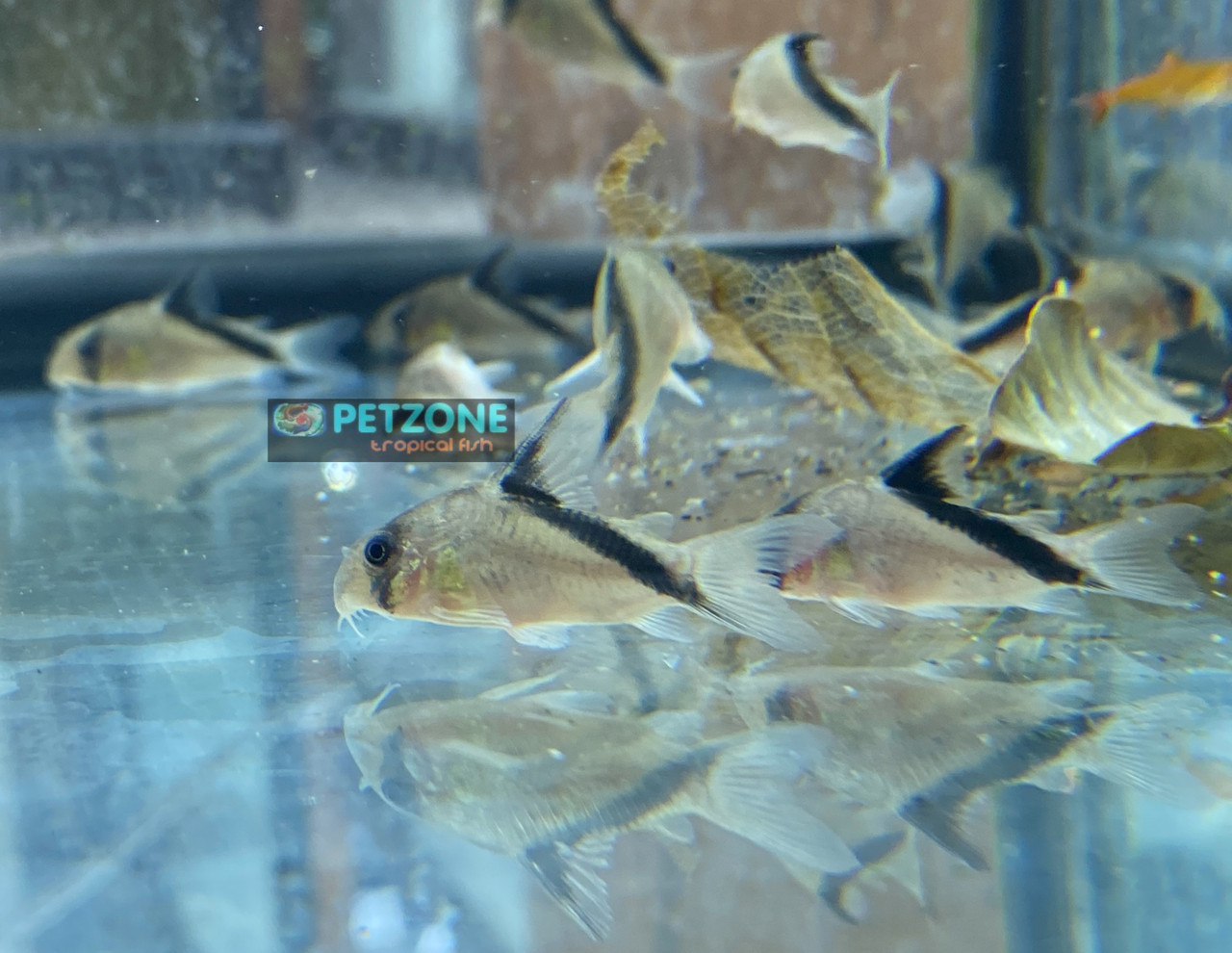 Melini Corydoras: A Fascinating Aquarium Fish - Pet Zone Tropical Fish ...