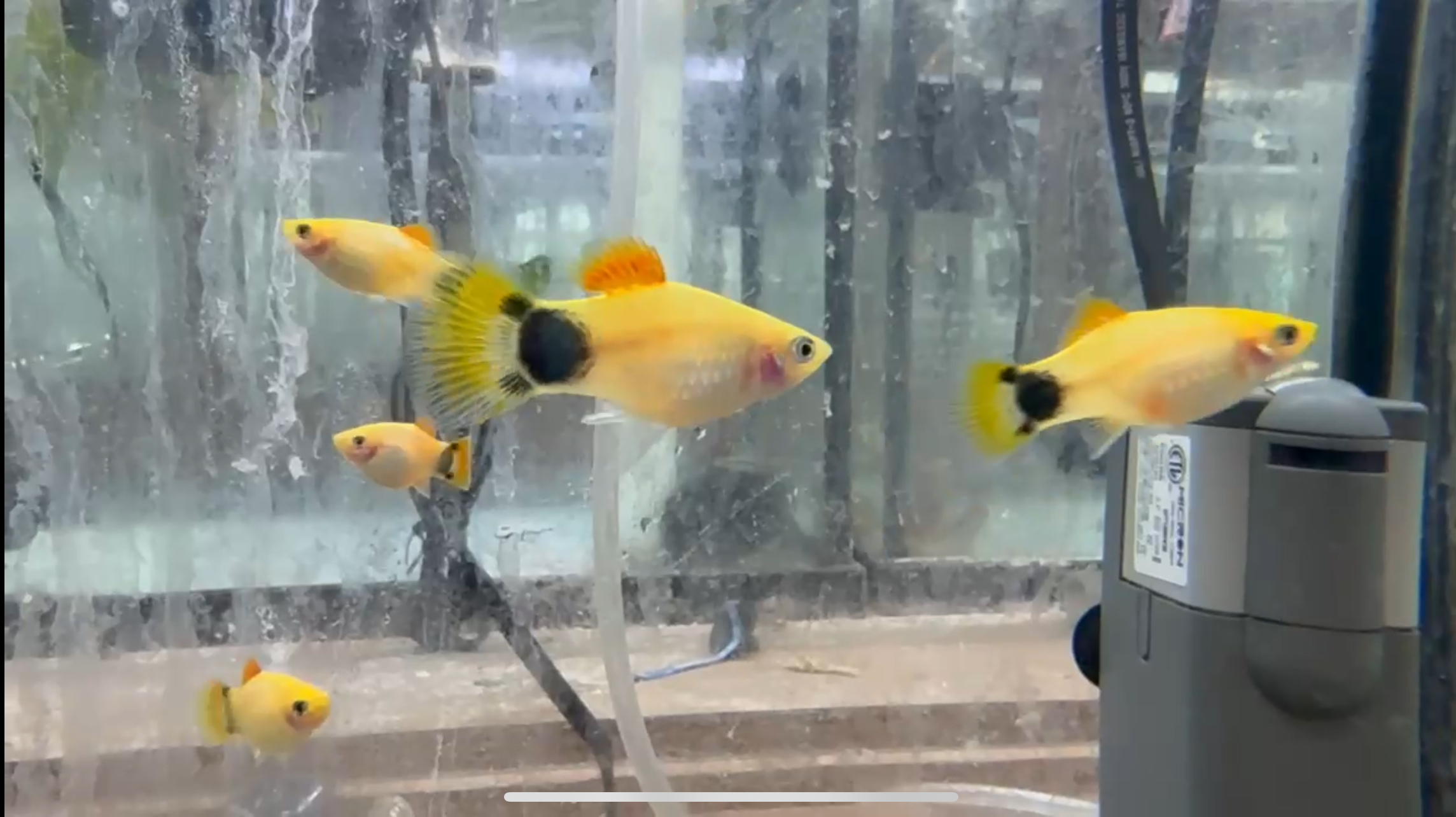 Yellow Platys