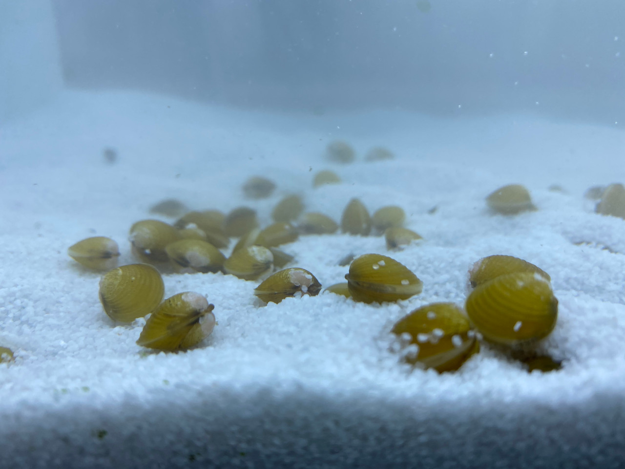 Yellow Mini Clams - Pet Zone Tropical Fish - San Diego, California