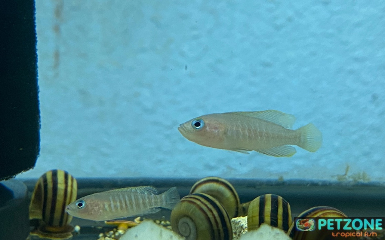 Multies Shell Dweller Cichlids: A Bright and Colorful Addition to Your ...