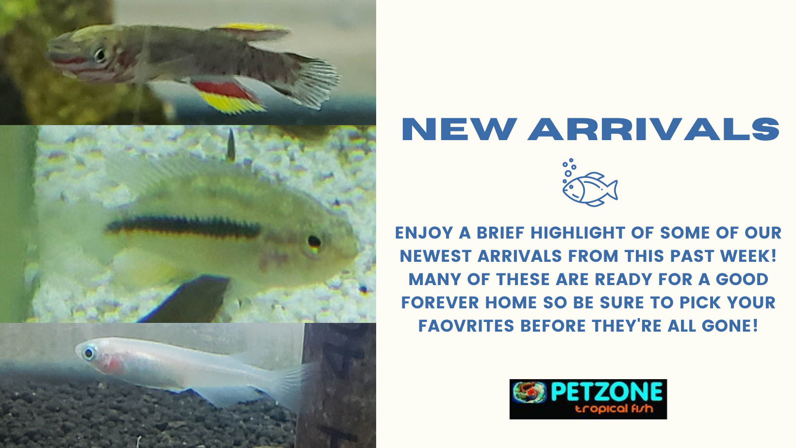 New Fish Arrivals at Pet Zone SD Convoy - Pet Zone Tropical Fish - San ...