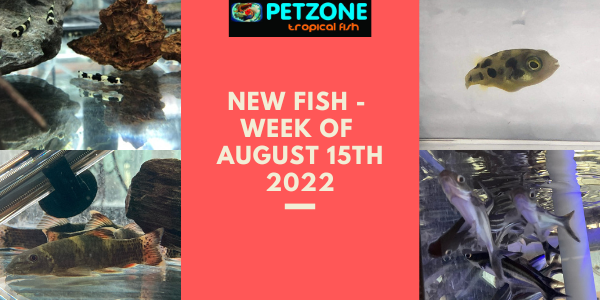 New Fish For Week of August 15th - Pet Zone SD - Pet Zone Tropical Fish ...
