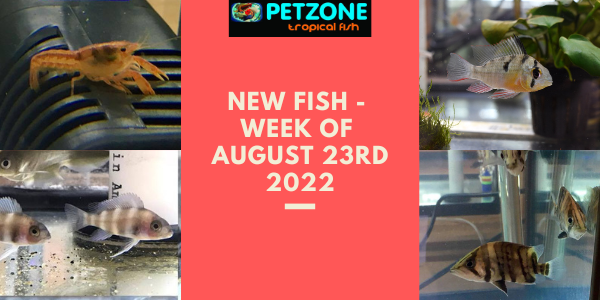New Fish - Week of August 23rd Here At Pet Zone SD - Pet Zone Tropical ...