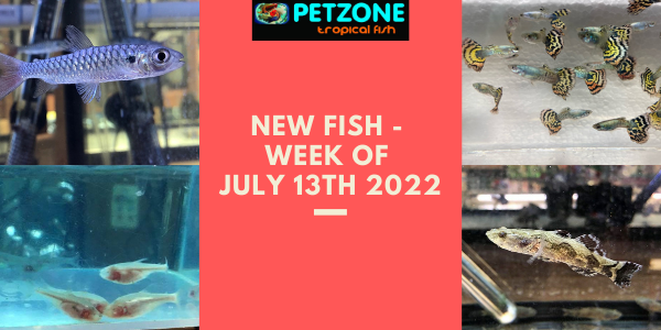 New Fish For The Week of July 13th - Pet Zone SD - Pet Zone Tropical ...