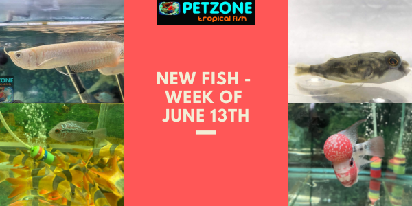 New Fish - Week of June 13th - Pet Zone SD - Pet Zone Tropical Fish ...