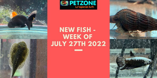 New Fish For End of July 2022 - Pet Zone SD - Pet Zone Tropical Fish ...