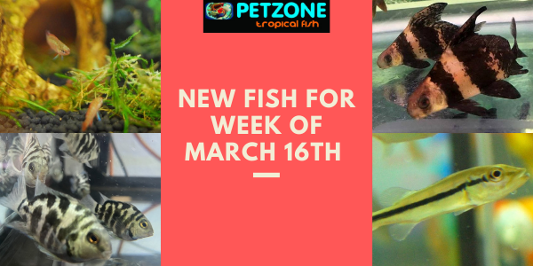 New Fish For The Week of March 16th At Pet Zone SD - Pet Zone Tropical ...