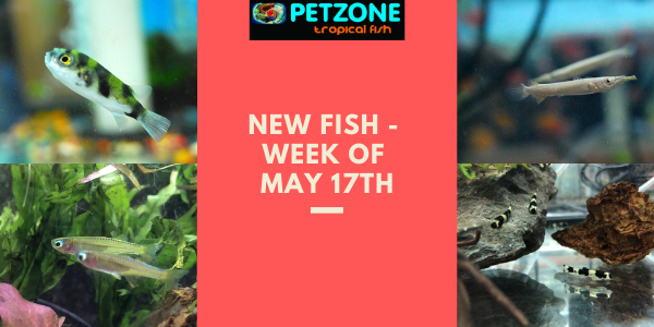 New Fish - Week of May 17th - Pet Zone SD - Pet Zone Tropical Fish ...