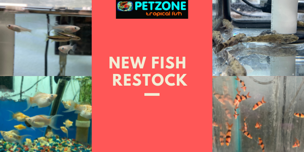 New Fish Restock This Week Here At Pet Zone Tropical Fish - Pet Zone ...