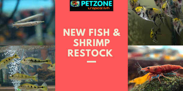New Fish + Invert Restock At Pet Zone SD - Pet Zone Tropical Fish - San ...