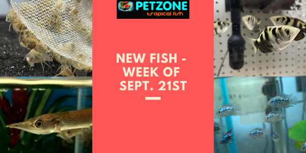 New Livestock For The Week of Sept. 21st - Pet Zone SD - Pet Zone ...