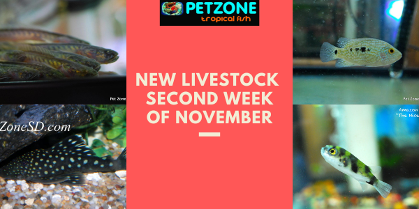 New Livestock Second Week of November - Pet Zone SD - Pet Zone Tropical ...