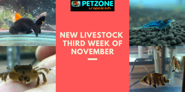 New Livestock - Third Week of November - Pet Zone Tropical Fish - San ...