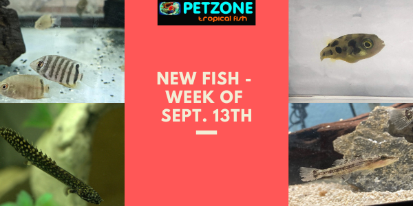 New Fish For The Week of September 13th - Pet Zone Tropical Fish - Pet ...