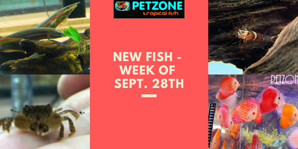 Over 60 New Fish & Invert Species Restocked This Week - Sept. 28th ...
