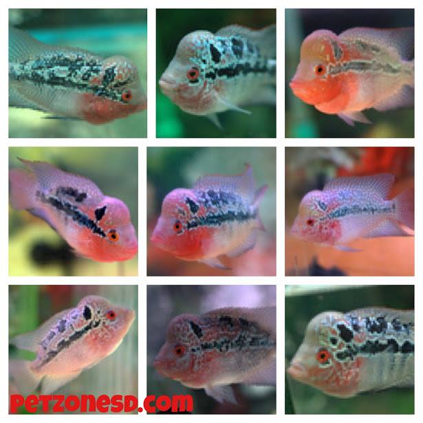 Red Pearl SRD Flowerhorns (New Gen Super Red Dragon Flowerhorn) Are Now ...