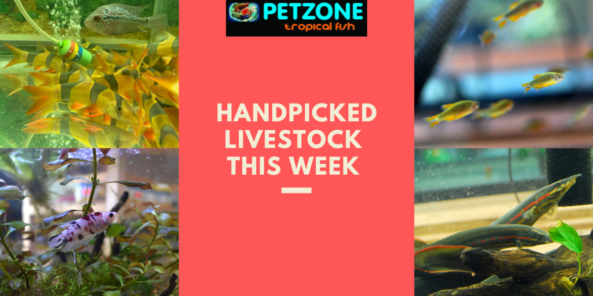 Make A Splash With Our Stunning New Livestock Arrivals! - Pet Zone ...