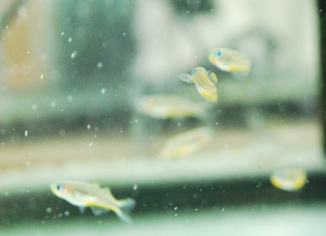 A Closer Look at the Norman's Lampeye Killifish: A Colorful Delight ...