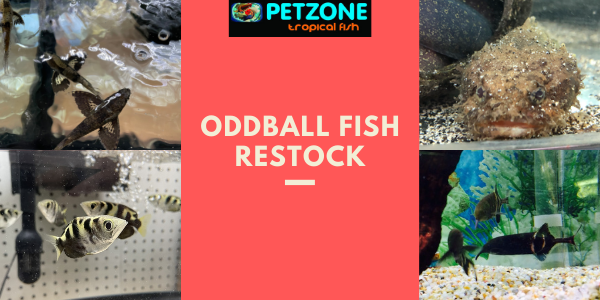 Oddball Fish Restock! - Pet Zone Tropical Fish - San Diego, California