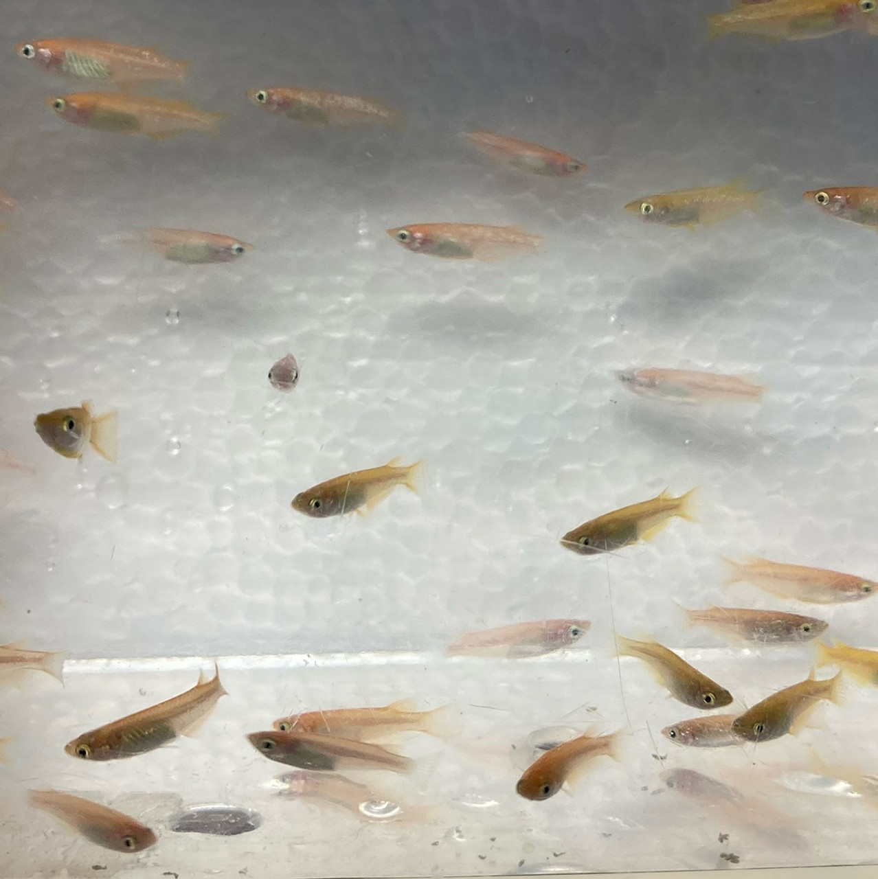 Daisy's Ricefish - Pet Zone Tropical Fish - San Diego, California