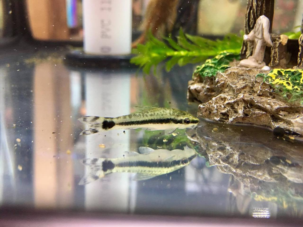 The Otocinclus Catfish: Nature's Algae Eaters - Pet Zone Tropical Fish ...