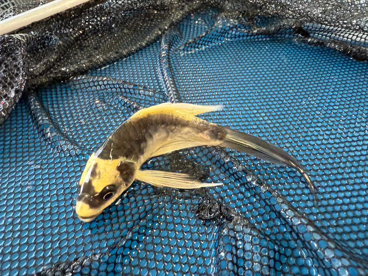 Panda Butterfly Koi Fish - Pet Zone Tropical Fish - San Diego, California