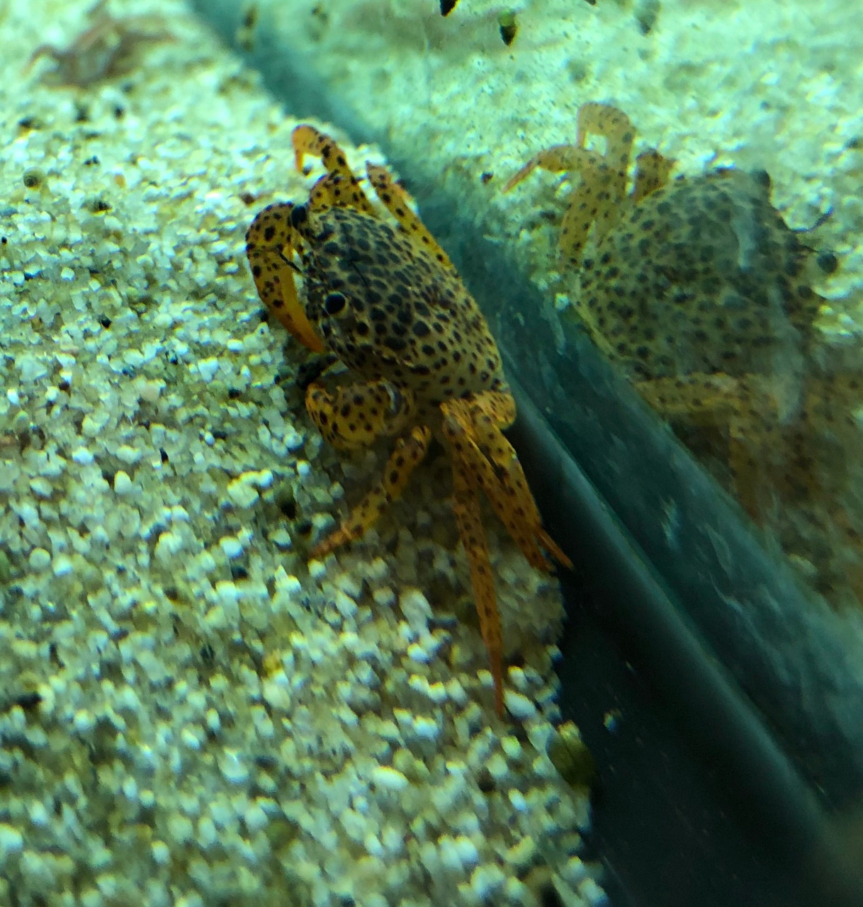 Panther Crab - Pet Zone Tropical Fish - San Diego, California