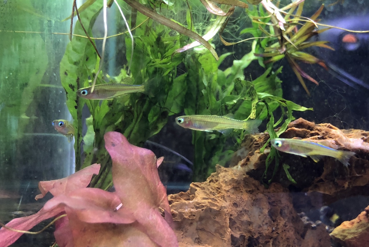 Paskai Rainbowfish (Pseudomugil paskai) - Pet Zone Tropical Fish - San ...