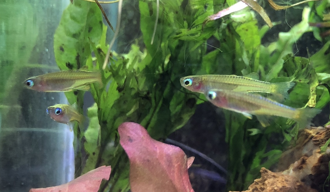 Paskai Rainbowfish - Pet Zone Tropical Fish - San Diego, California