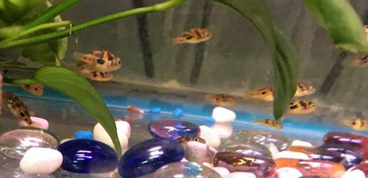 Pea Pufferfish - Pet Zone Tropical Fish - San Diego, California