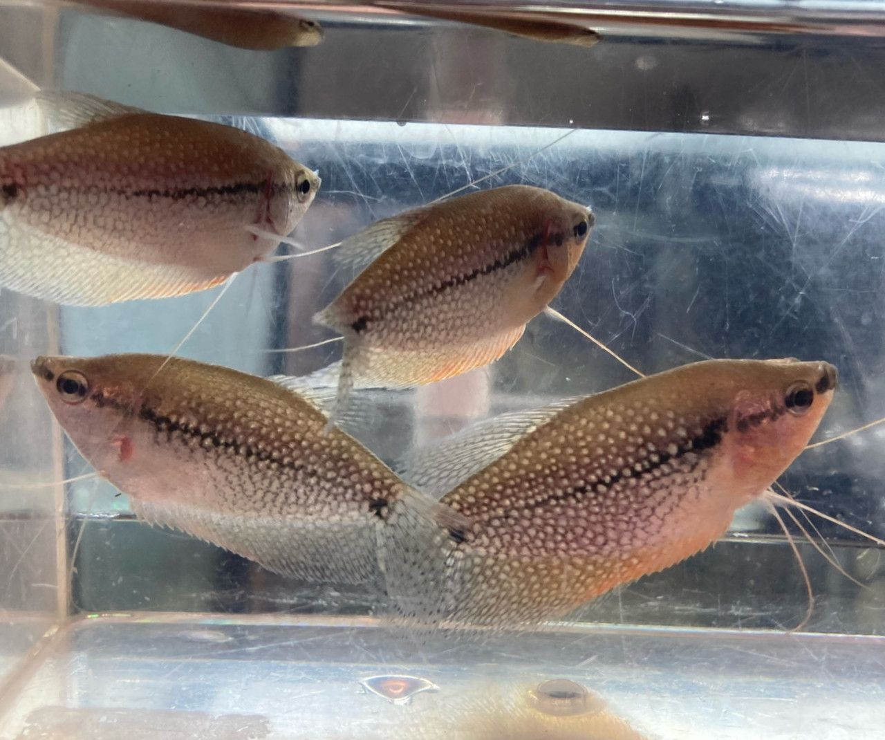 Dive into the Elegance of the Pearl Gourami: A Jewel of Freshwater ...
