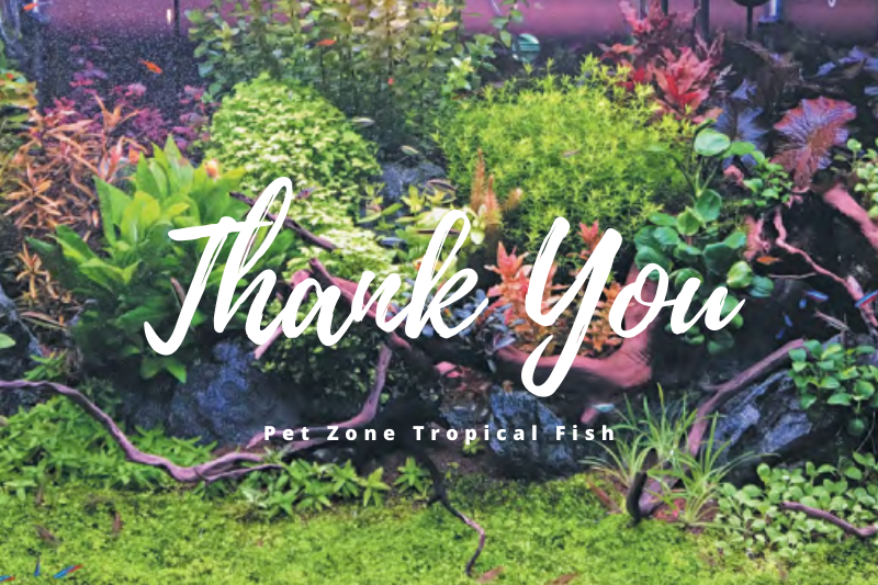 Thank You For The Tremendous Support! - Pet Zone Tropical Fish - San ...