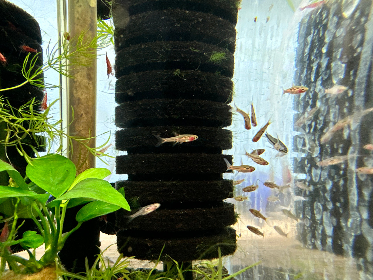 Phoenix Rasbora - Pet Zone Tropical Fish - San Diego, California