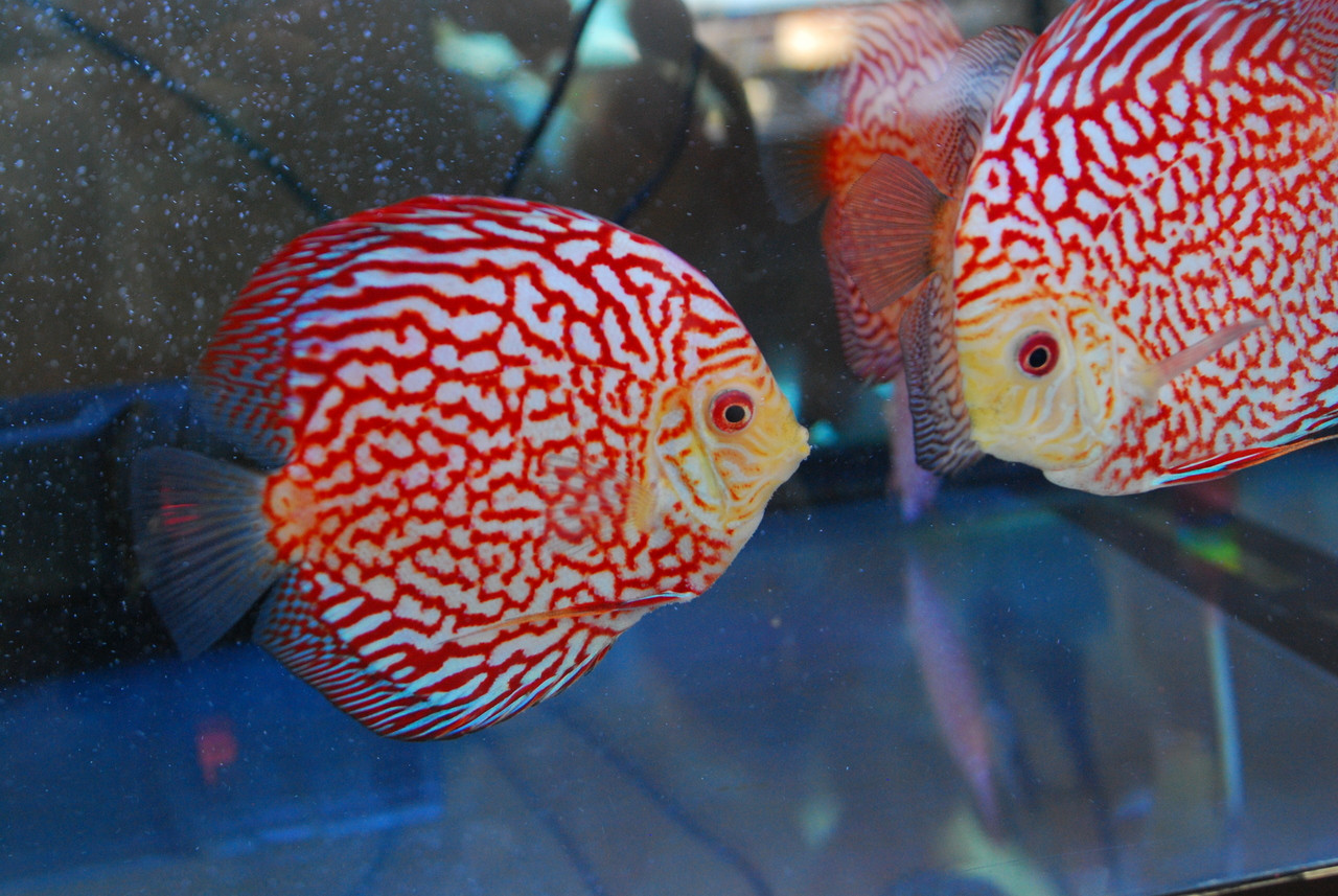 Pigeon Blood Discus - Pet Zone Tropical Fish - San Diego, California