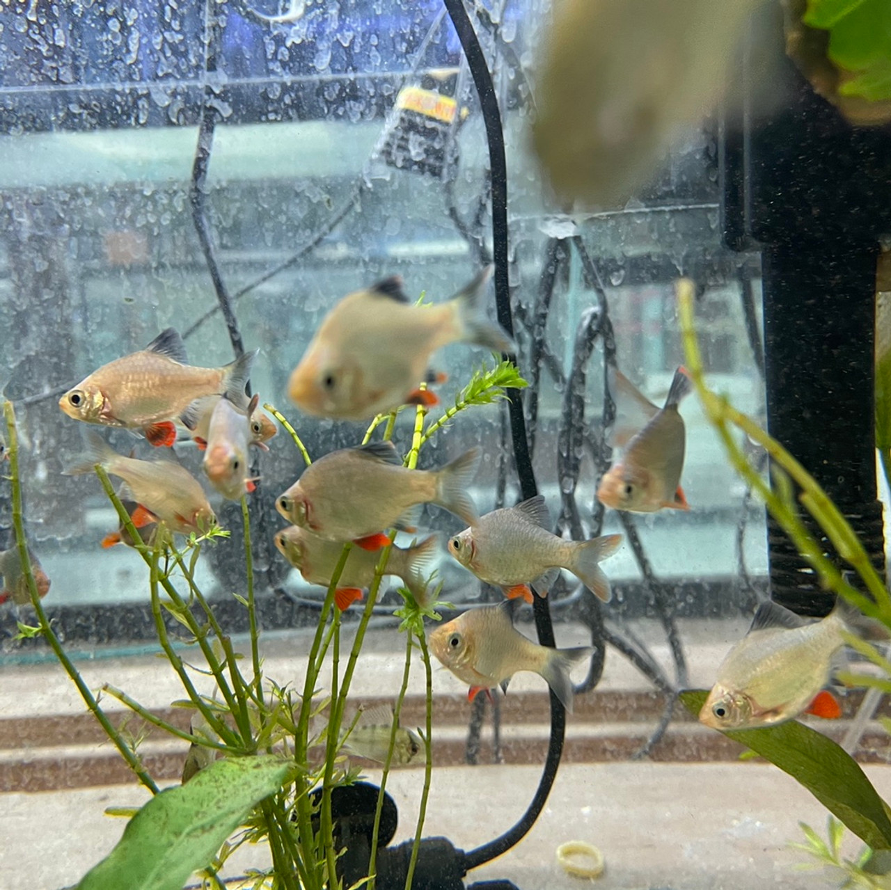 The Alluring Beauty of the Platinum Tiger Barb: A Striking Aquarium ...