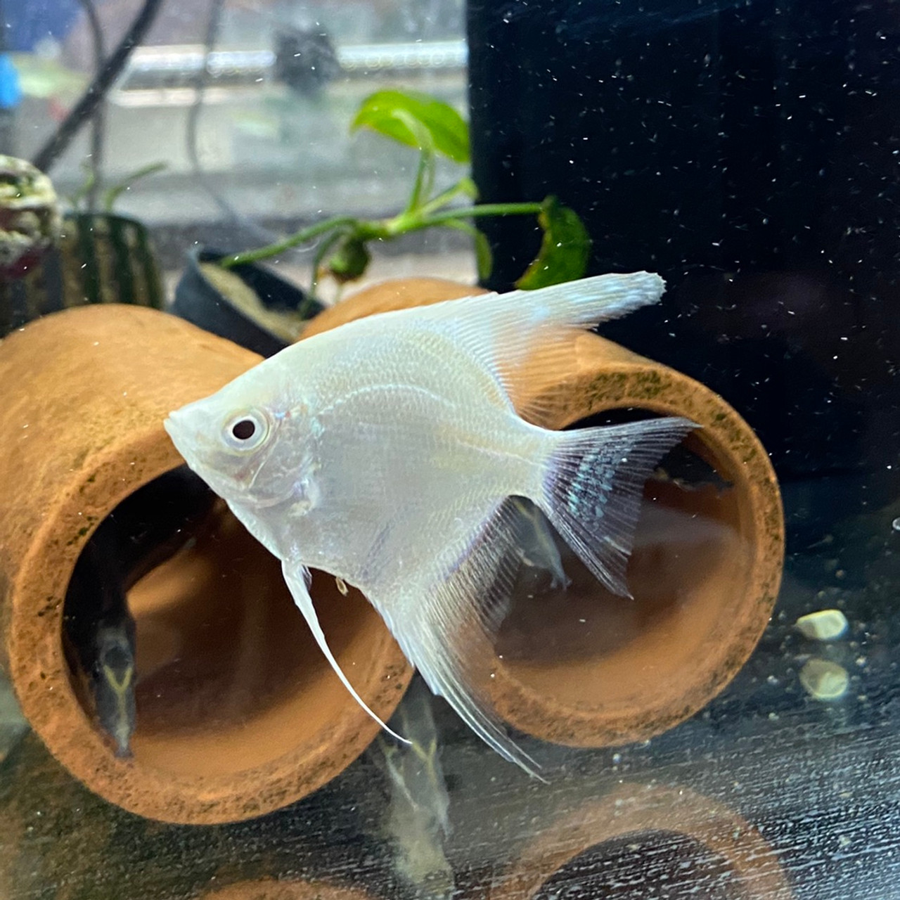 Unraveling the Elegance of the Platinum Angelfish - Pet Zone Tropical ...