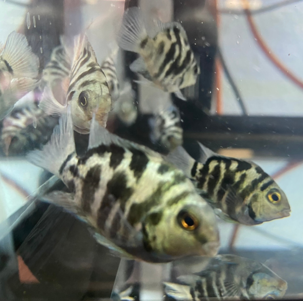 Blue Tiger Parrot Cichlid - Pet Zone Tropical Fish - San Diego, California