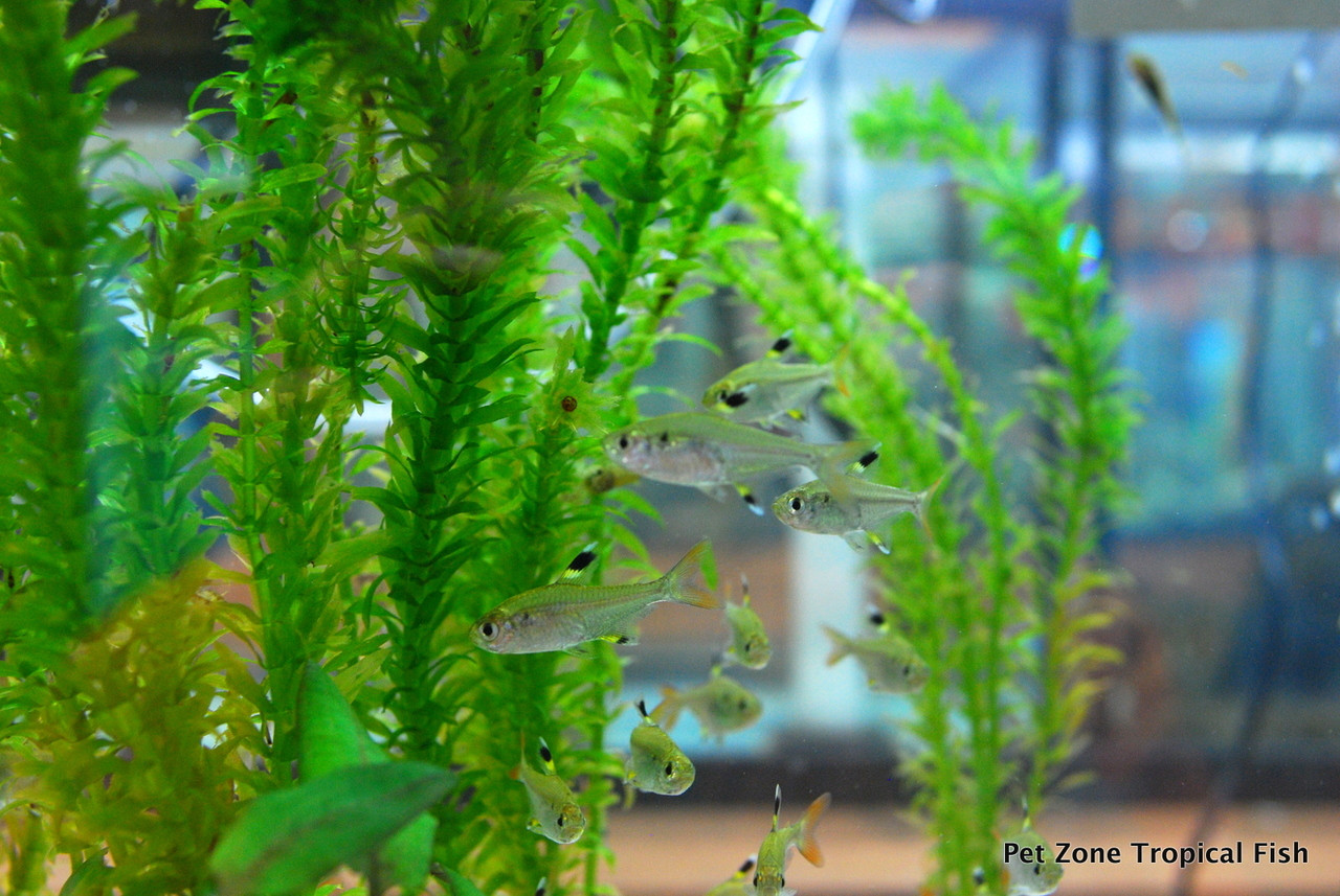 Pristella Tetra (Pristella maxillaris) - Pet Zone Tropical Fish - San ...