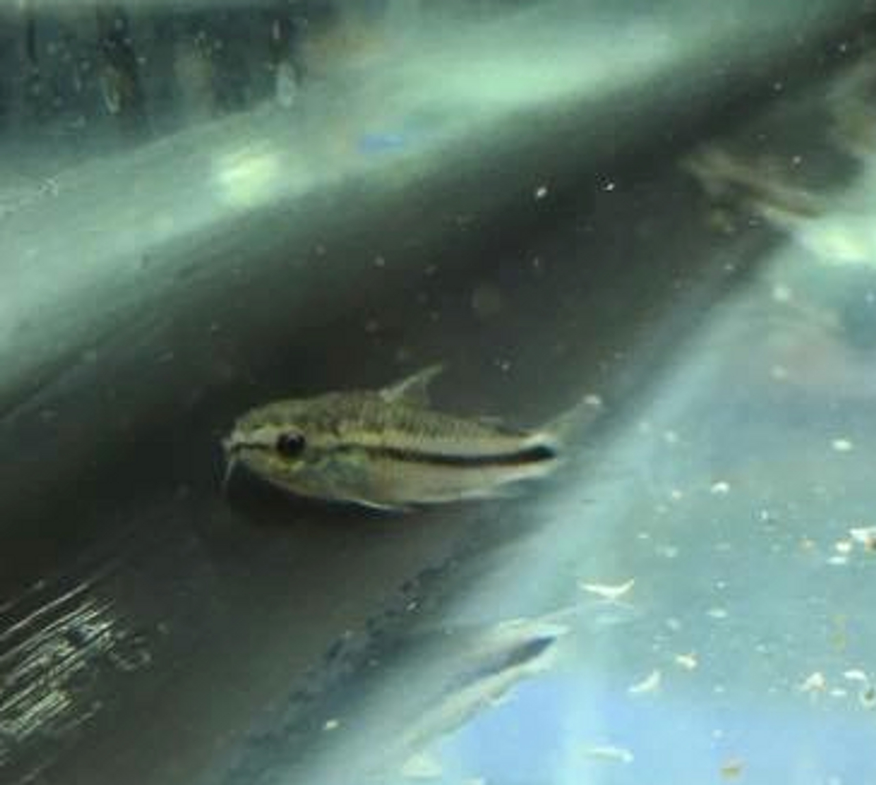 Pygmy Corydoras - Pet Zone Tropical Fish - San Diego, California